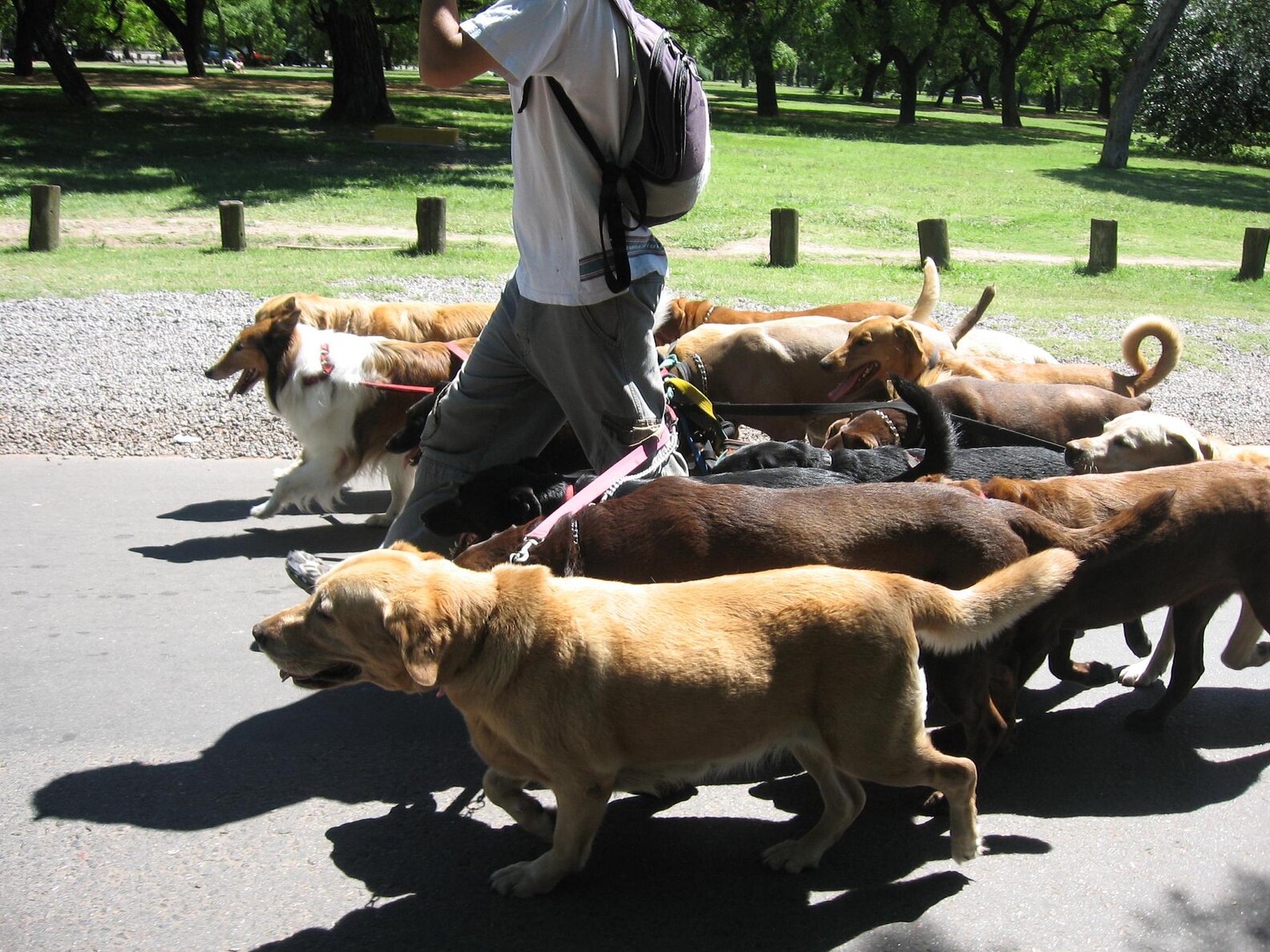 Dog Park Etiquette: What You Should Know Before Heading To The Dog Run ...
