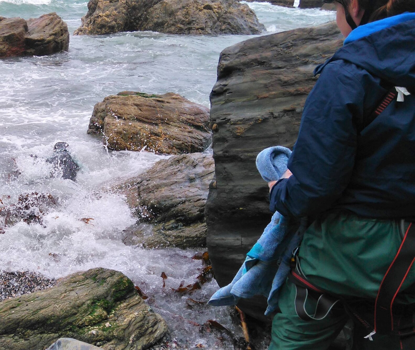 Injured Seal With Net Around Neck Saved By Rescuers - The Dodo