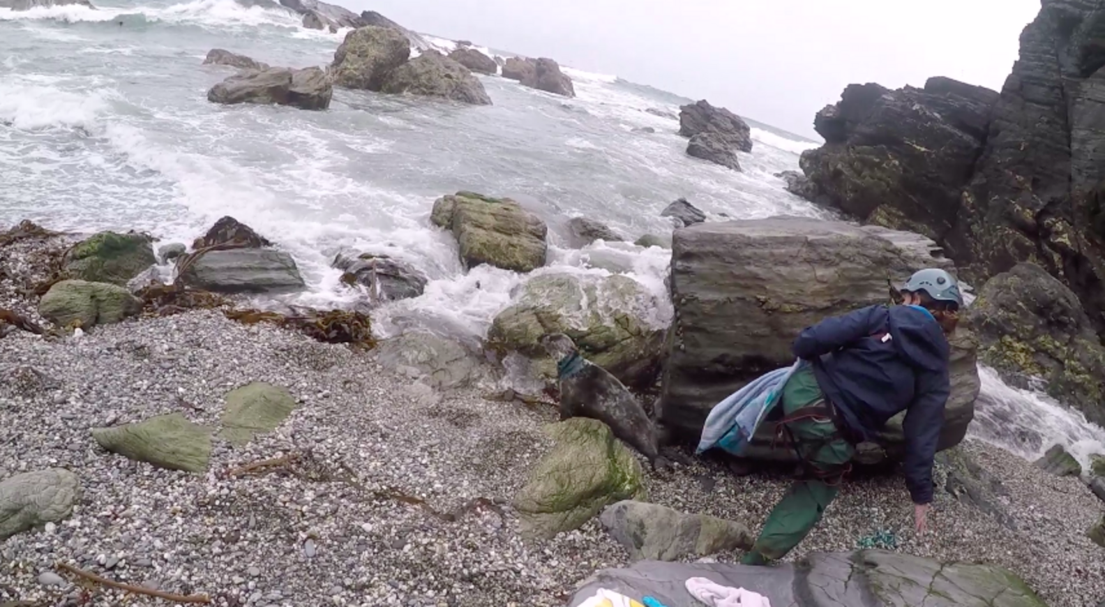 Injured Seal With Net Around Neck Saved By Rescuers - The Dodo