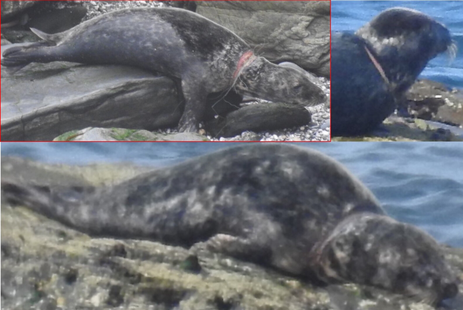 Injured Seal With Net Around Neck Saved By Rescuers - The Dodo