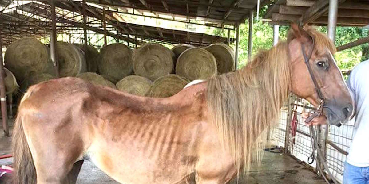 Emaciated Horse Saved From Slaughter By Donations - The Dodo