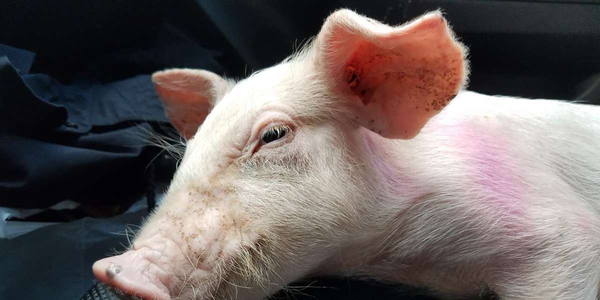 Piglet Running Through Traffic Saved By The Nicest Commuter - The Dodo