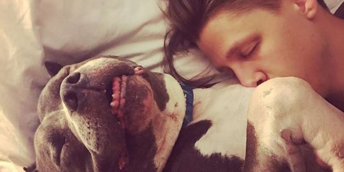 Scared Senior Pit Bull Gets The Family She's Always Wanted - The Dodo