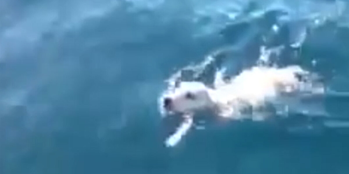 Puppy Rescued From Middle Of The Ocean - Videos - The Dodo
