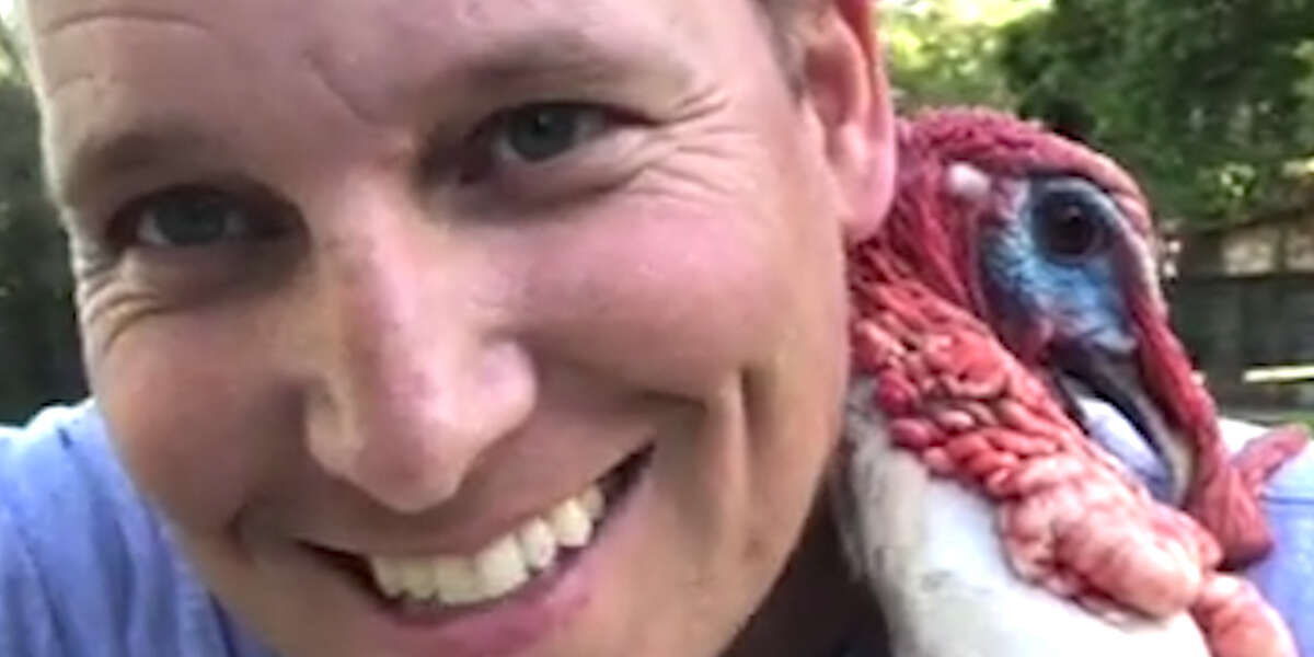Guy Adopts A Turkey — And Ends Up With A Turkey Family - Videos - The Dodo