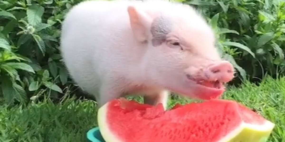 Animals Eating Watermelon - Videos - The Dodo