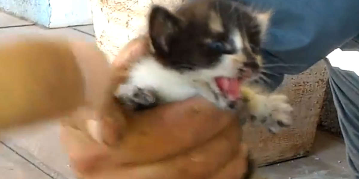 Litter Of Kittens Rescued From Pipe - Videos - The Dodo