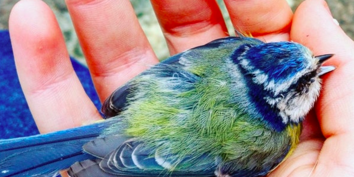 Bird Tangled In Hair Lands On Woman To Ask For Help - The Dodo