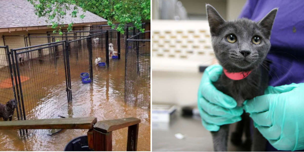 How To Help Animals Affected By Hurricane Harvey - The Dodo