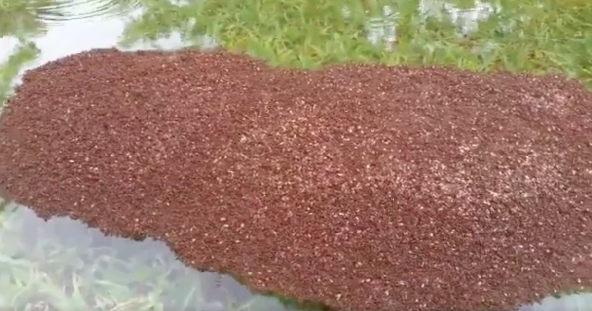 Fire Ant Islands in Hurricane Harvey Flood Waters Are a Nightmare ...