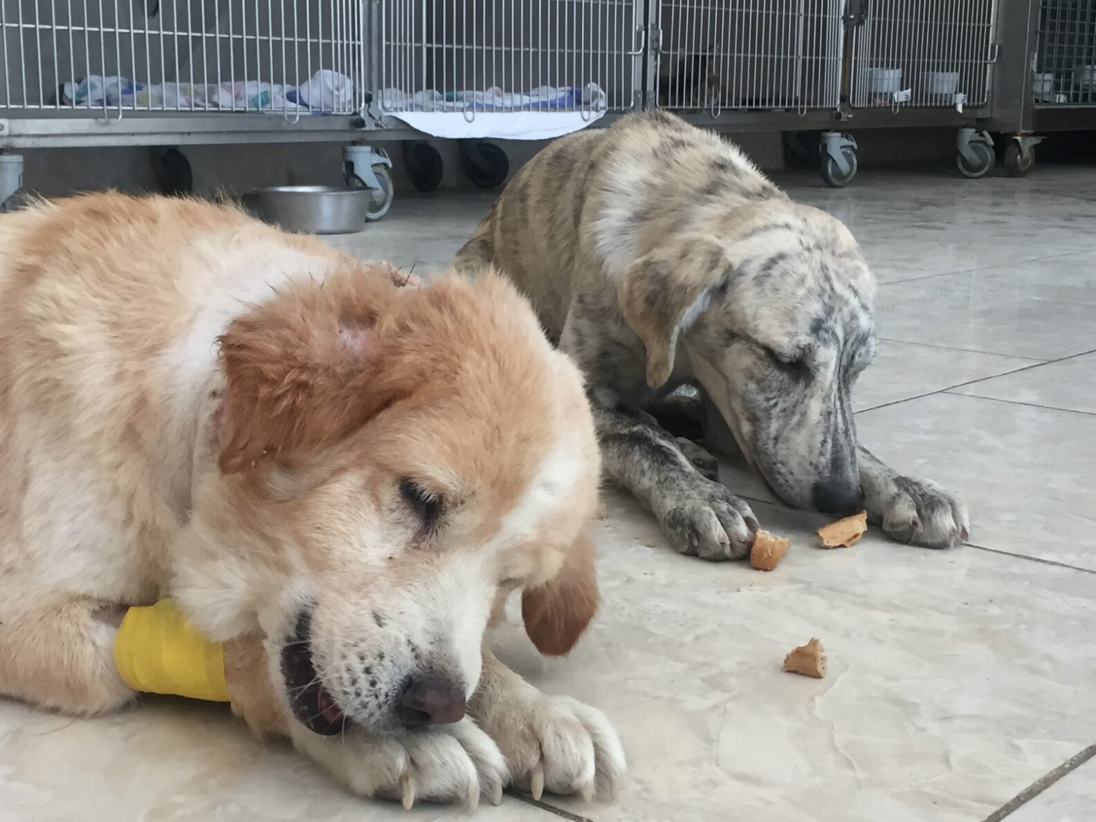 Dog Addicted To Heroin Saved By Kindest Vet - The Dodo