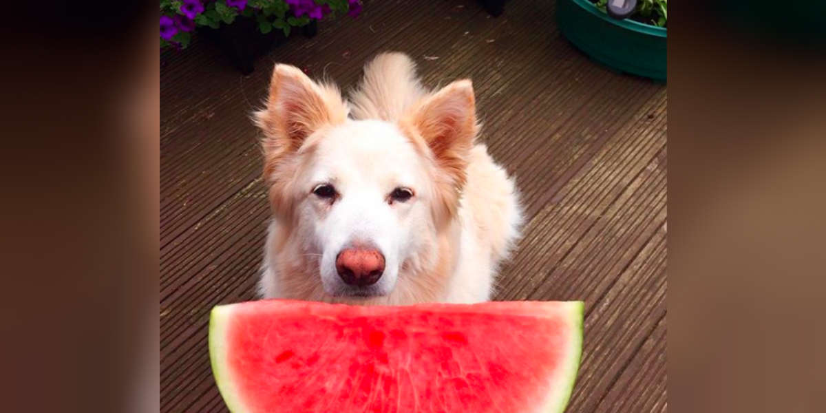 How To Keep Your Pet Safe This Labor Day Weekend - The Dodo