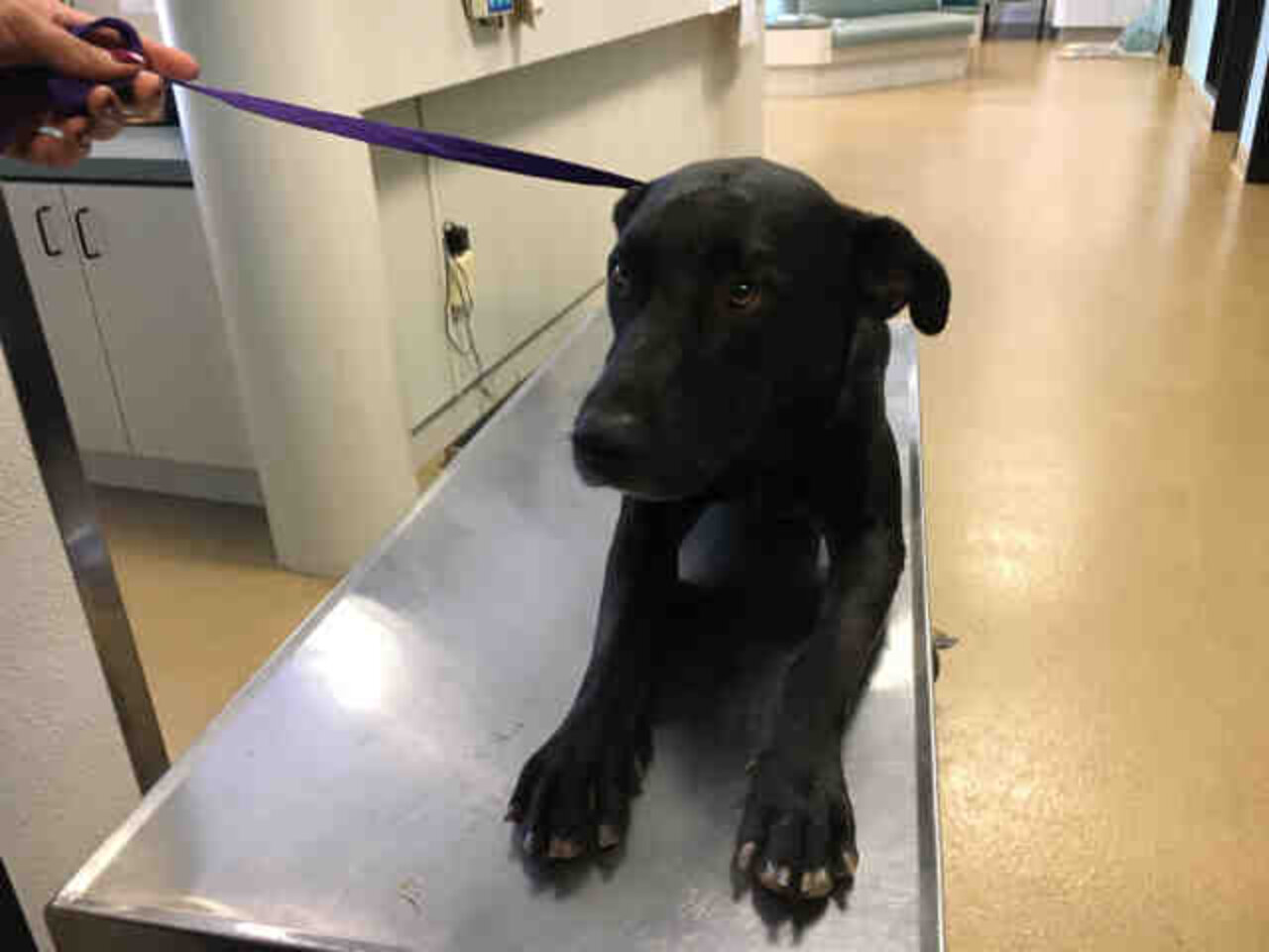 Dogs Trapped For Days In Drainage Pipe Are So Happy To Be Free - The Dodo