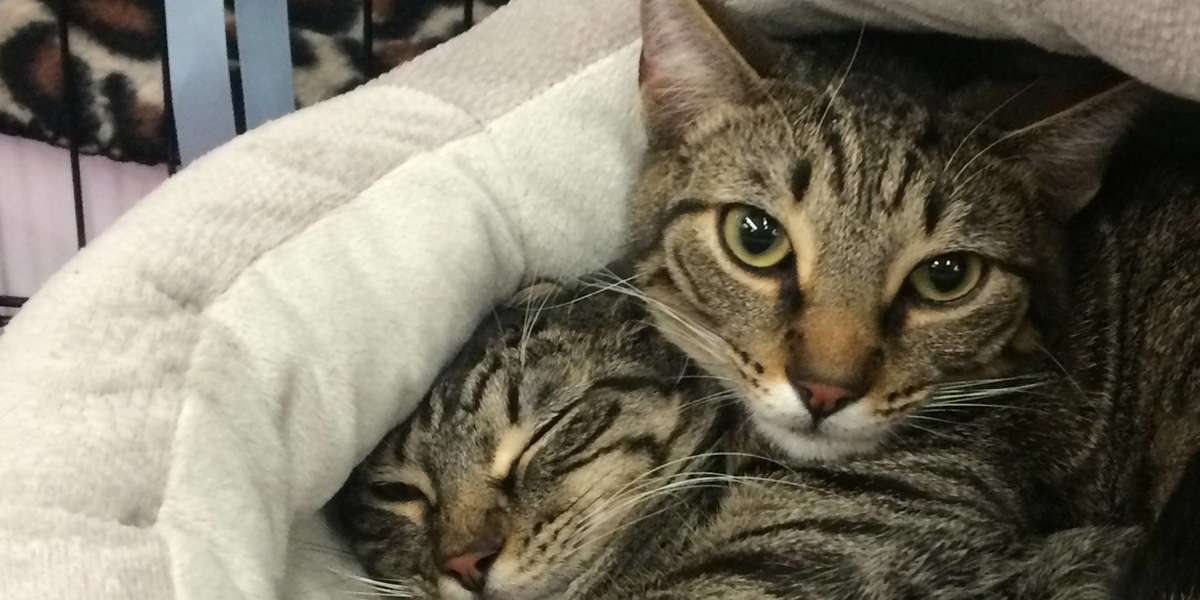 Bonded Foster Cats Need To Find Home Together - The Dodo