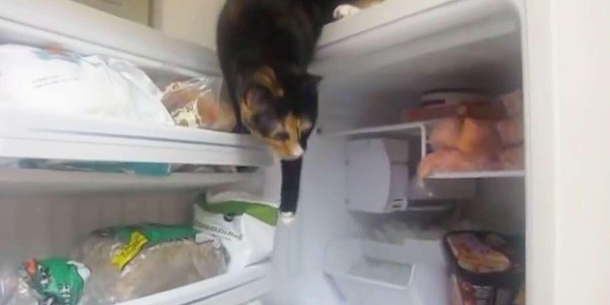 Cat Opens Freezer Looking For His Favorite Snack - Videos - The Dodo