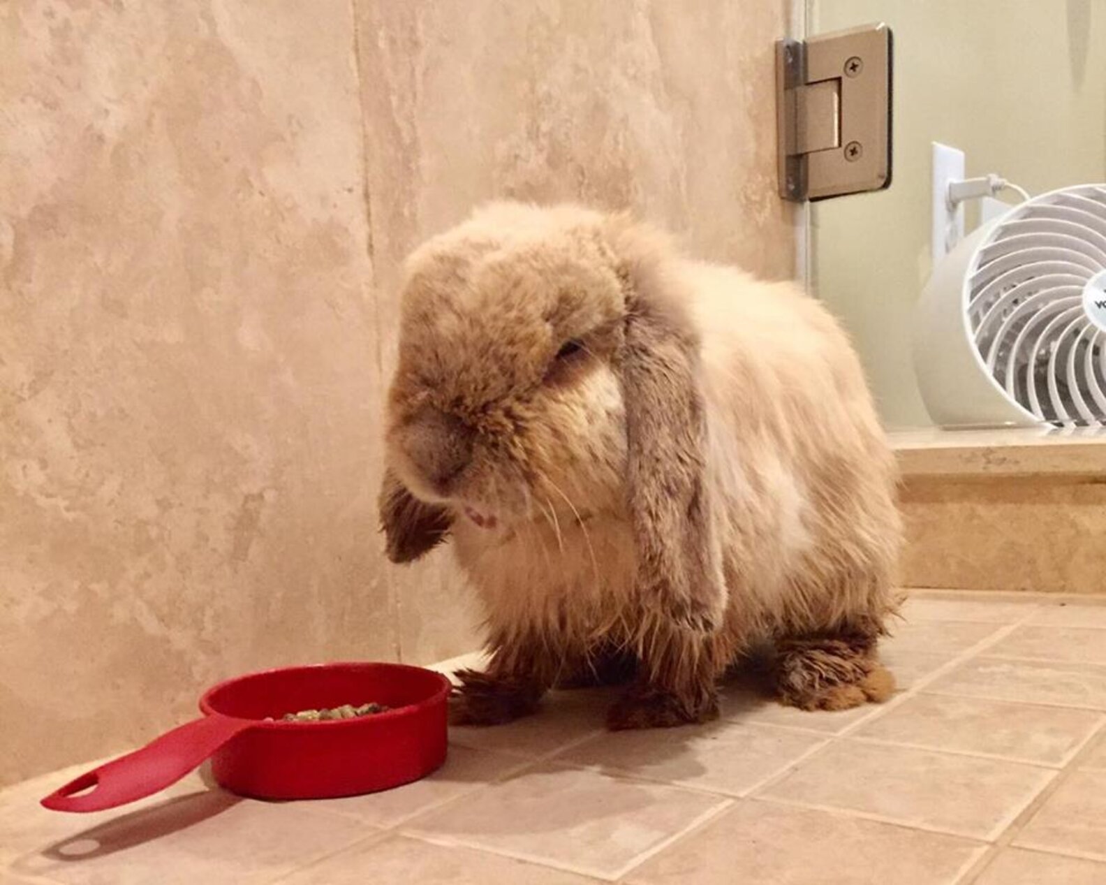 Neglected Rabbit With Long Teeth Couldn't Eat - The Dodo