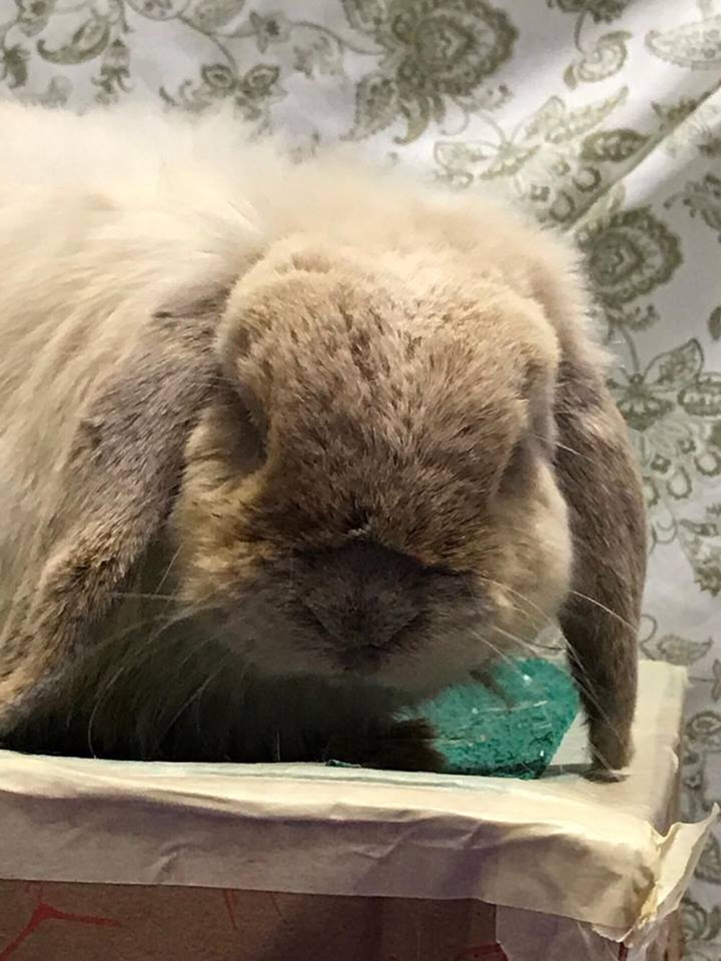 Neglected Rabbit With Long Teeth Couldn't Eat - The Dodo