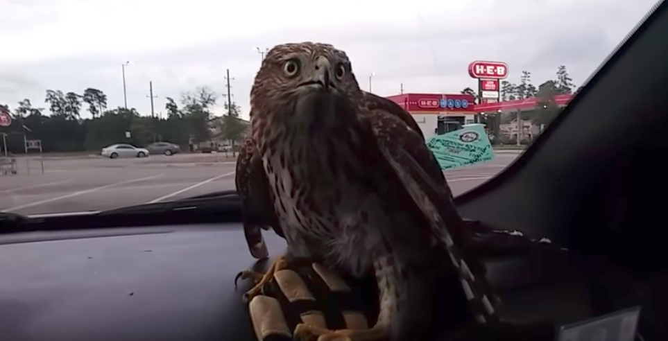 Hawk Caught In Hurricane Harvey Takes Shelter In A Taxi - The Dodo