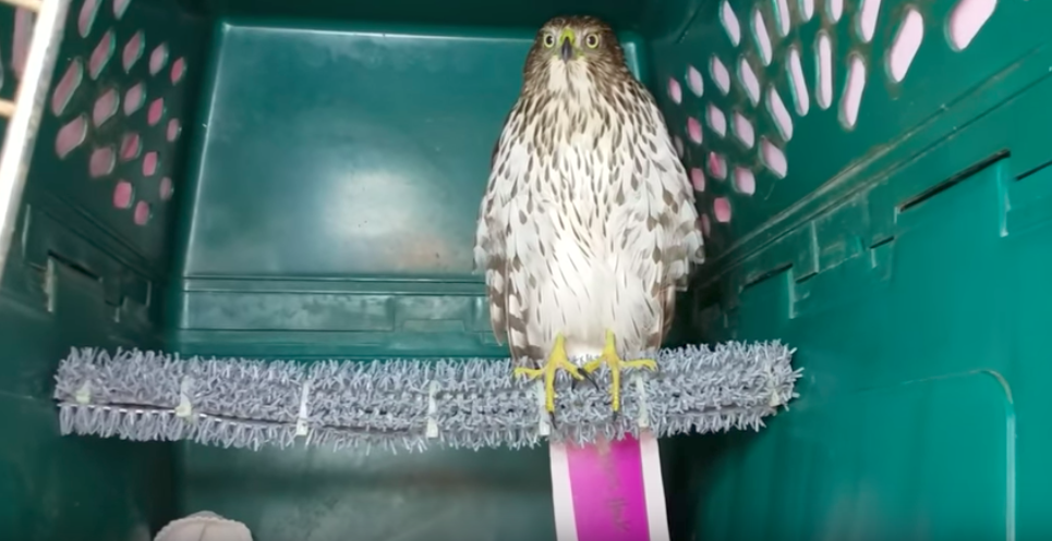 Hawk Caught In Hurricane Harvey Takes Shelter In A Taxi - The Dodo