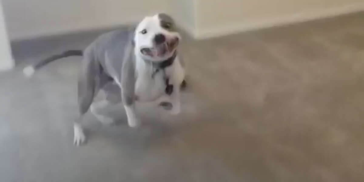 These Pit Bulls All Have SO Much Energy - Videos - The Dodo