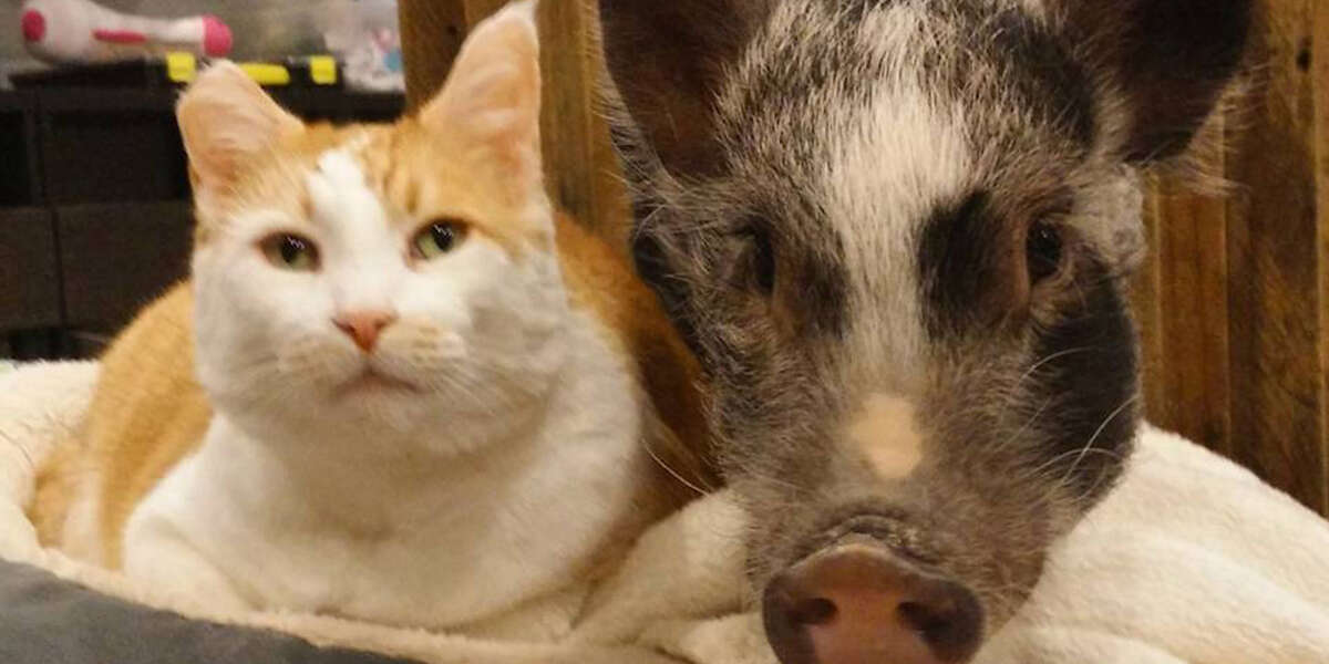 Pig And Cat Are Best Friends - Videos - The Dodo