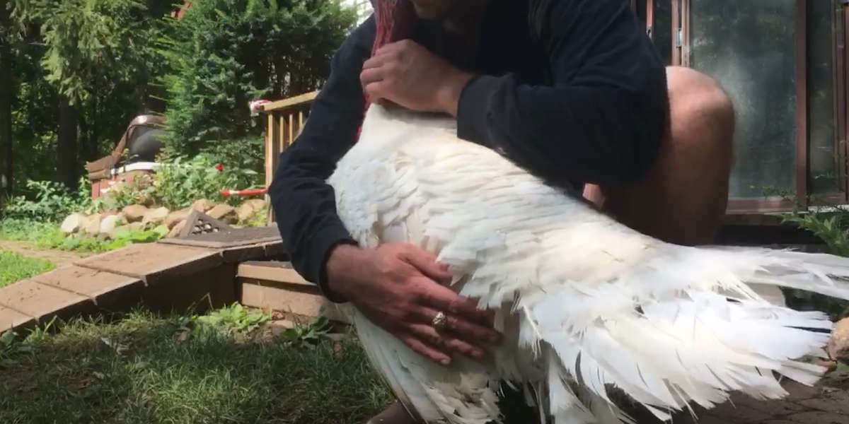 Rescued Turkey Loves Cuddling With His Favorite Person - Videos - The Dodo