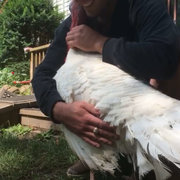 Turkey With Hurt Legs Loves Snuggling On Couch With His Rescuers - The Dodo