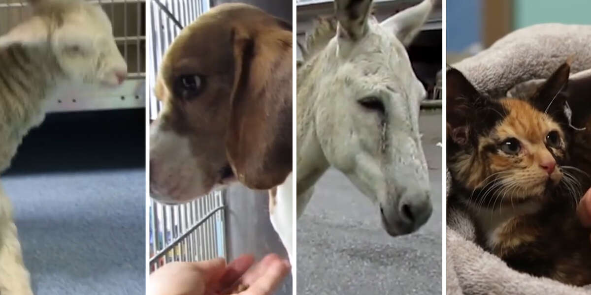 All These Animals Needed Was A Little Help And A Lot Of Love - Videos ...