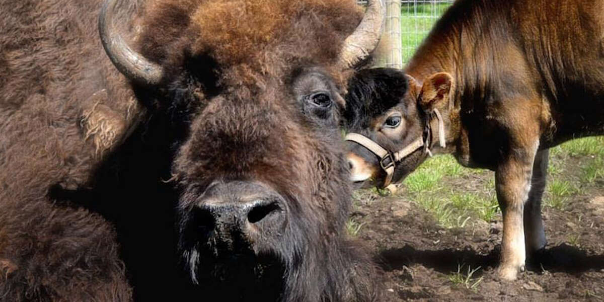 Baby Cow Befriends A Blind Buffalo - Videos - The Dodo