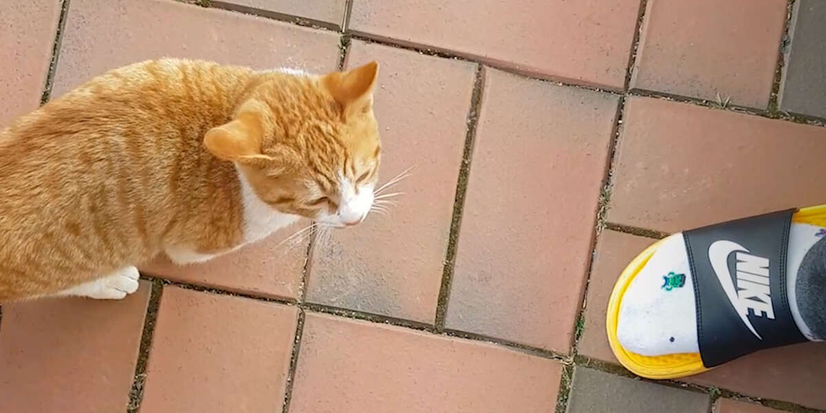 Cat Can't Stop Following This Stranger She Just Met - Videos - The Dodo