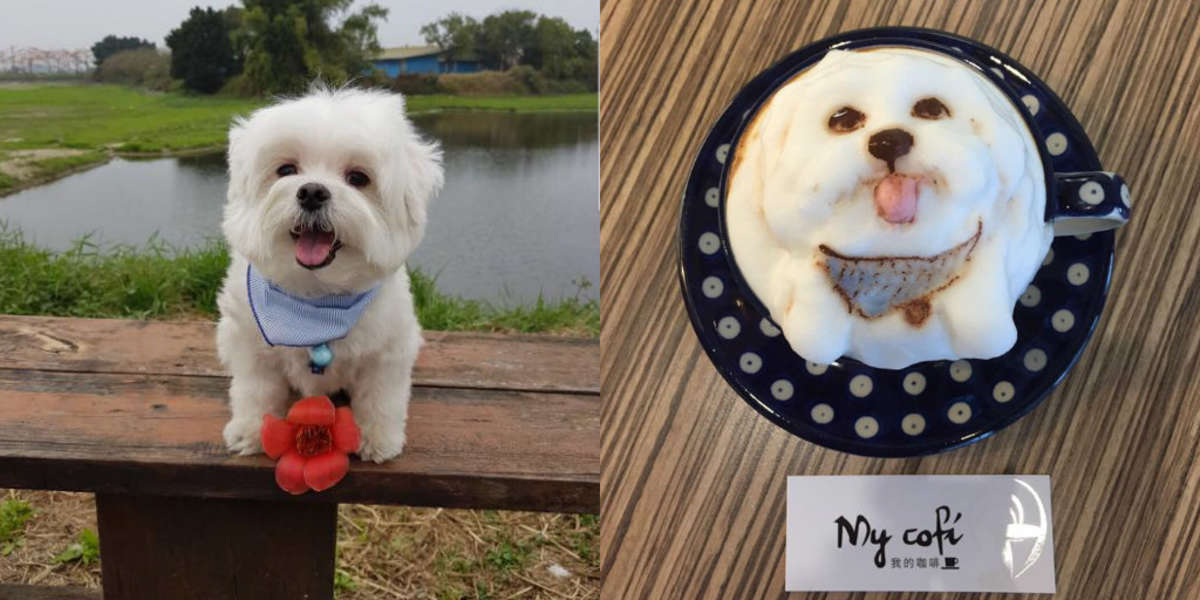 Cafe Turns Pets Into Latte Art - The Dodo