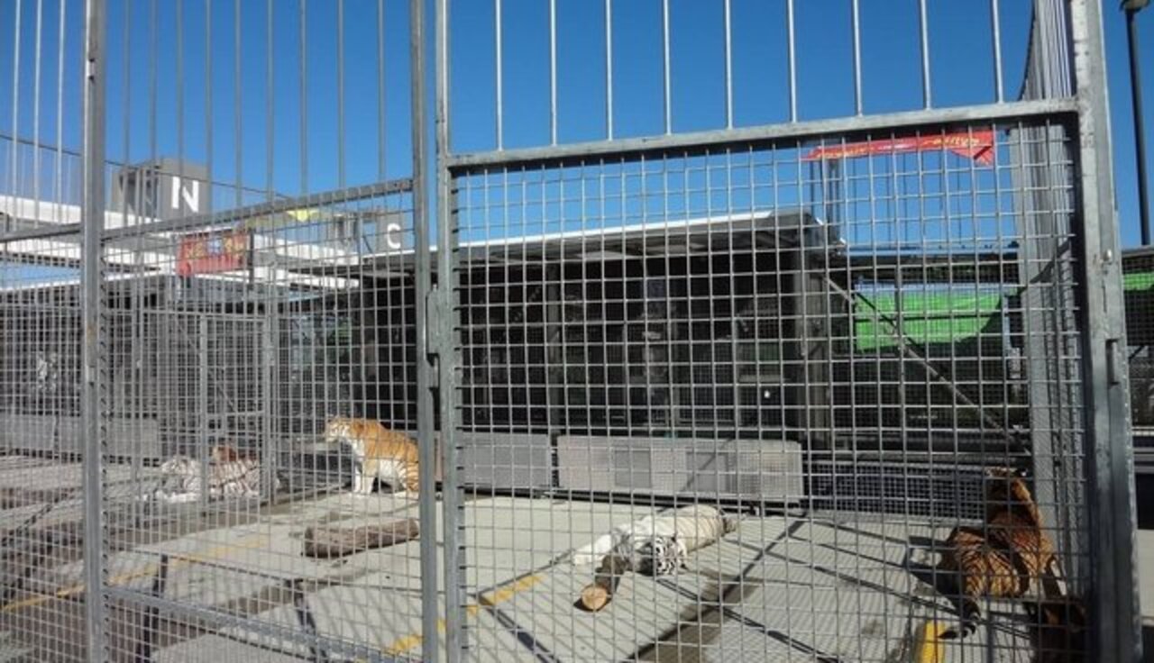 Ringling Circus Tiger Shot By Police After Escaping Transport Truck ...