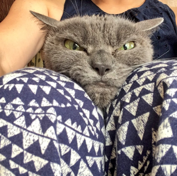 The Grumpiest Cat In The World Is Still Searching For A Home - The Dodo