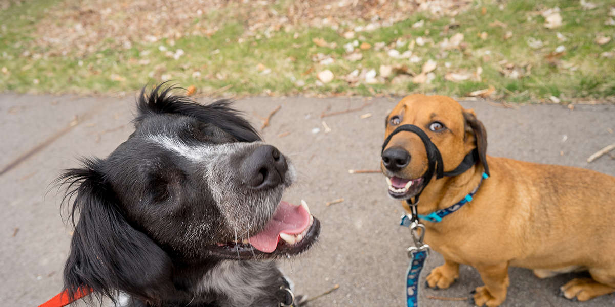 Anxious Dog With No Eyes Gets A New Family - The Dodo