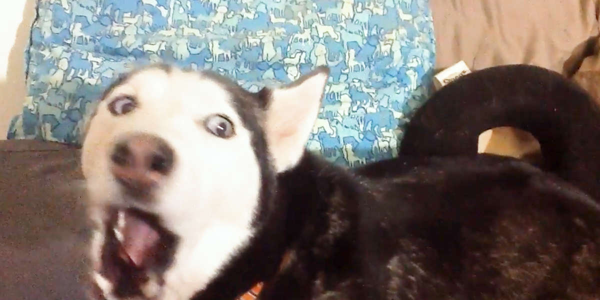 Husky Can't Resist Singing Along To Her Favorite Song - Videos - The Dodo