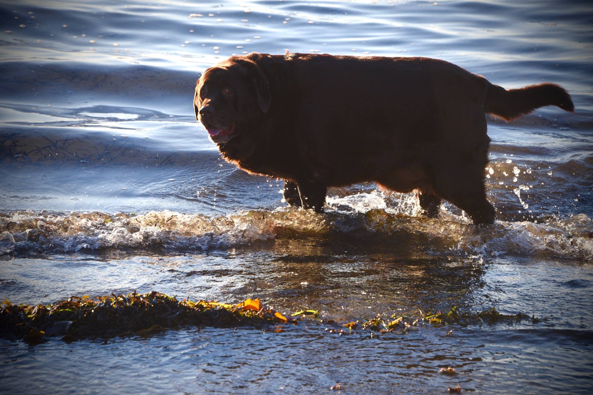 Overweight Dog Loses 60 Pounds After Being Adopted - The Dodo