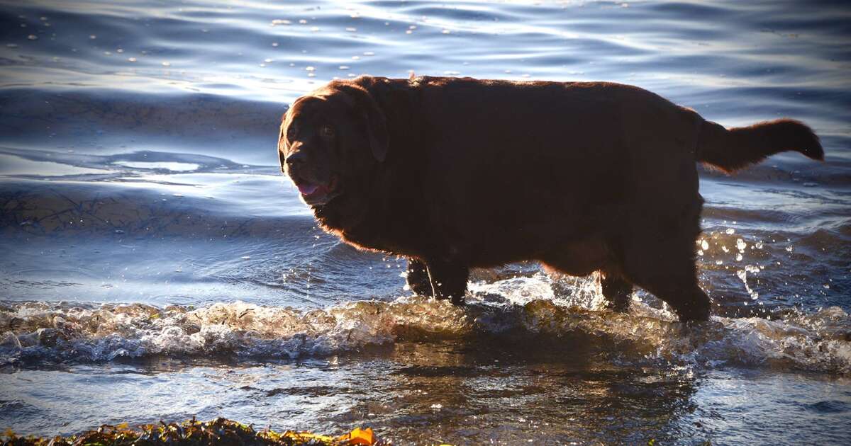 Overweight Dog Loses 60 Pounds After Being Adopted - The Dodo