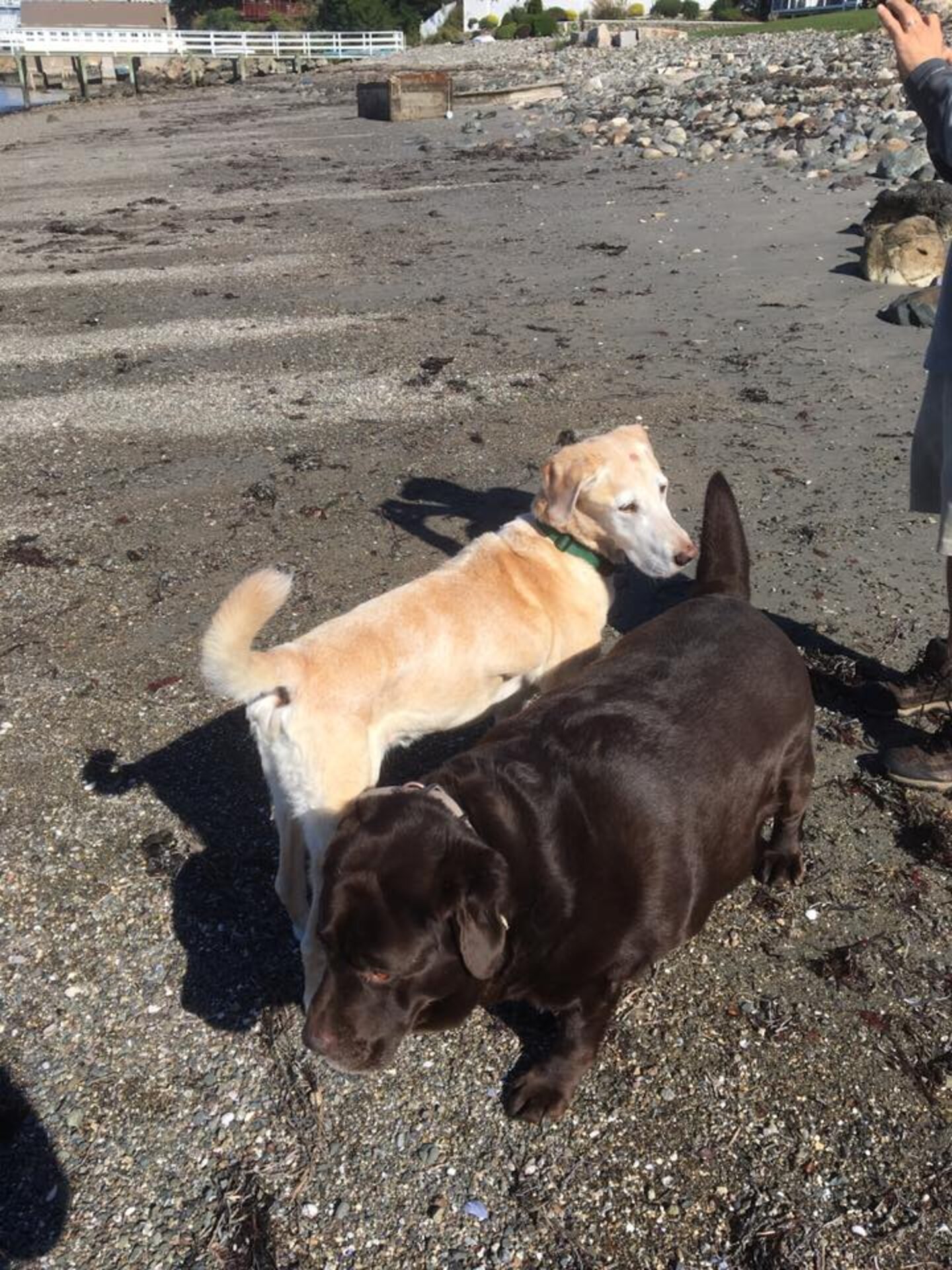 Overweight Dog Loses 60 Pounds After Being Adopted - The Dodo