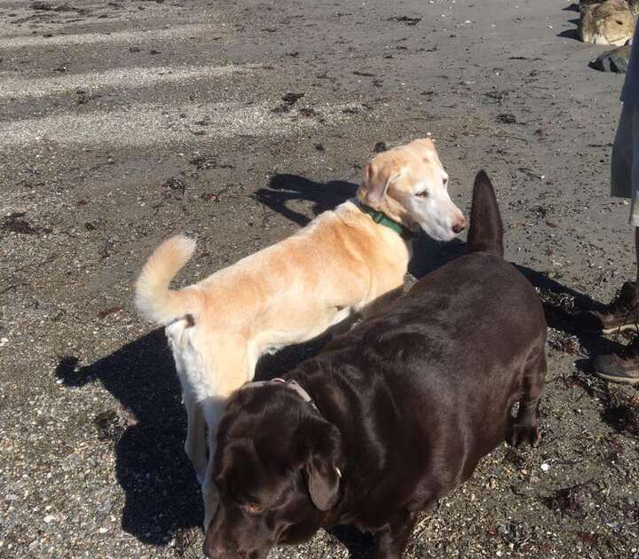 Overweight Dog Loses 60 Pounds After Being Adopted - The Dodo