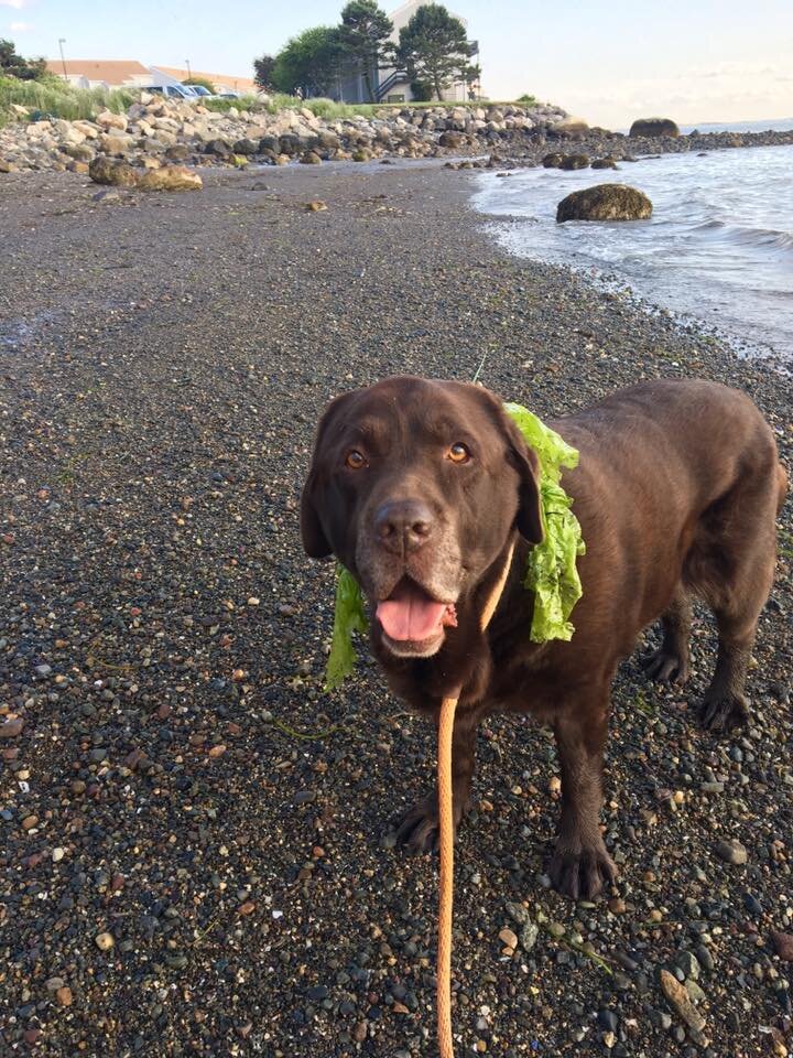 Overweight Dog Loses 60 Pounds After Being Adopted - The Dodo