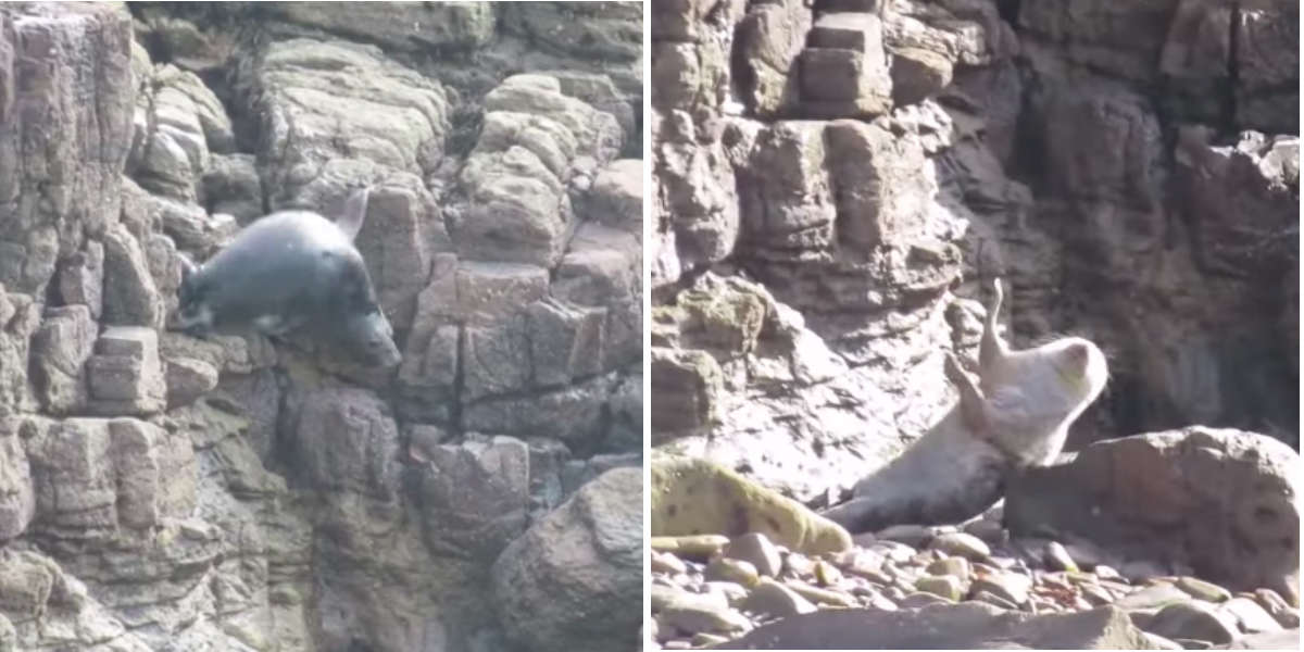Seals Are Flinging Themselves Off Cliffs To Avoid Tourists - The Dodo