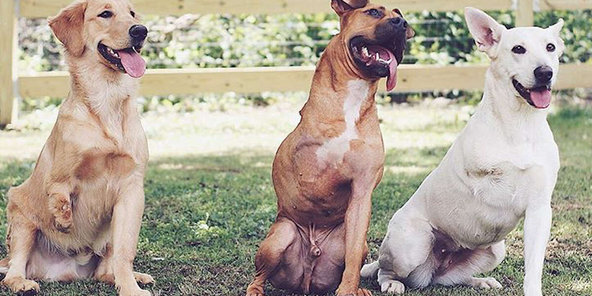 Amazing Couple Can't Stop Adopting 3-Legged Dogs - Videos - The Dodo