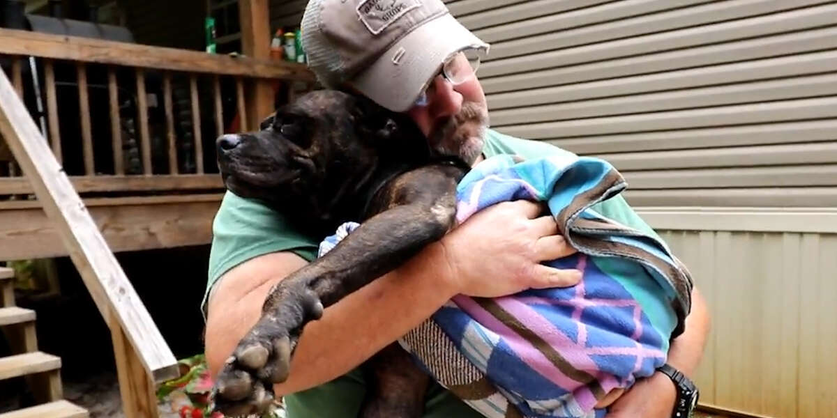 Stray Dog Shows Up At Family's House And Stays Forever - Videos - The Dodo