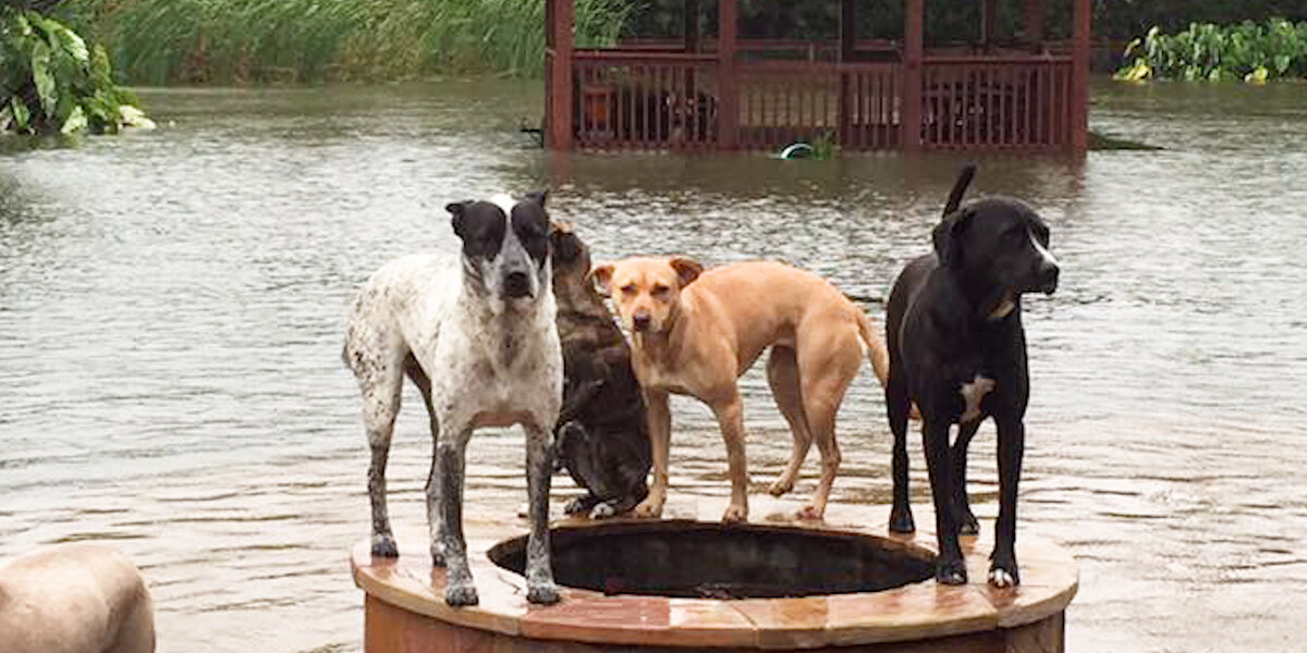 This Family Stayed Through Hurricane Harvey With Their 14 Dogs - Videos ...