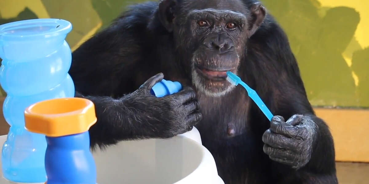 Chimp Who Spent Years In Lab Is So Happy Now - Videos - The Dodo