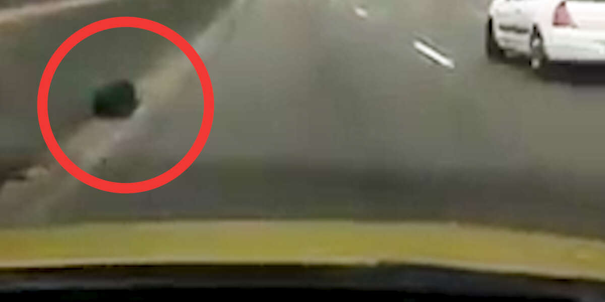 Taxi Drivers Rescue Dog From Highway - Videos - The Dodo