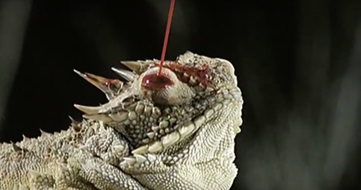 Funny Short Videos That Take Less Than 1 Minute to Watch - Thrillist