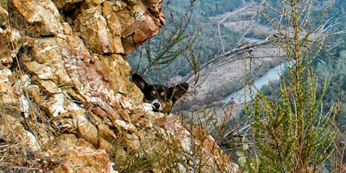 Spot The Corgi Hidden In These 10 Photos - Videos - The Dodo