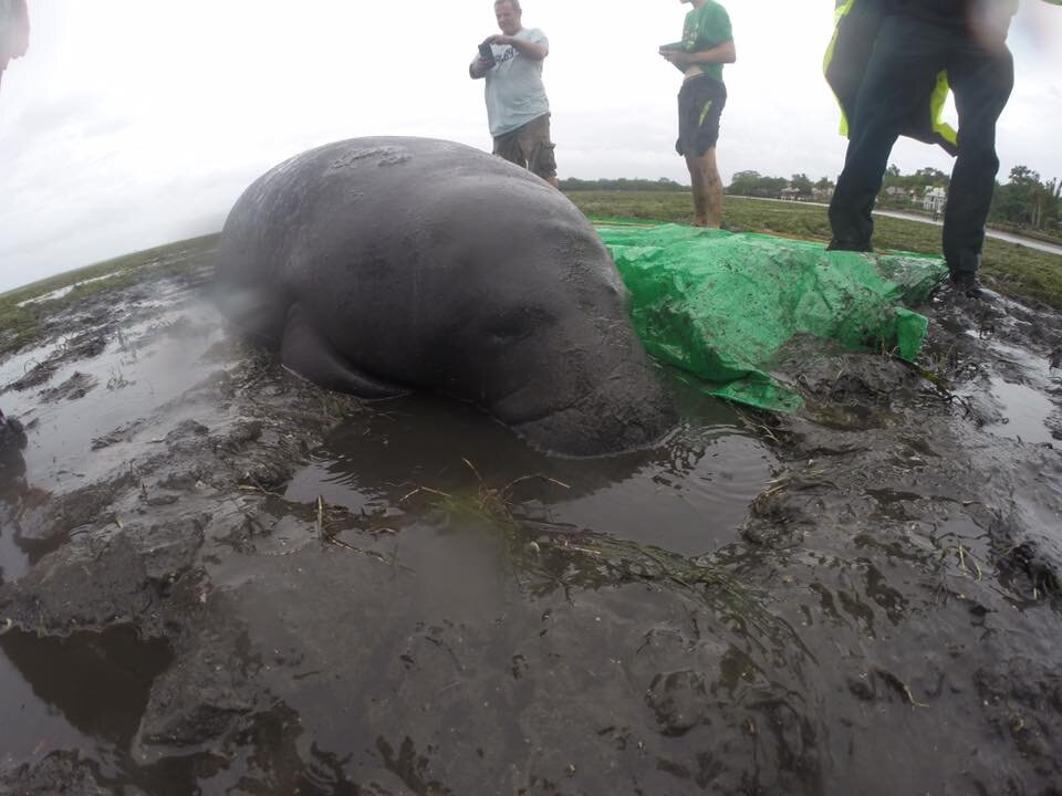 People Work Together To Save Manatees Who Got Stranded In The Hurricane ...