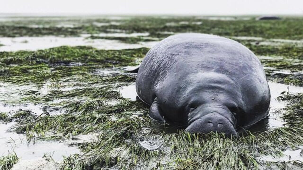 People Work Together To Save Manatees Who Got Stranded In The Hurricane ...